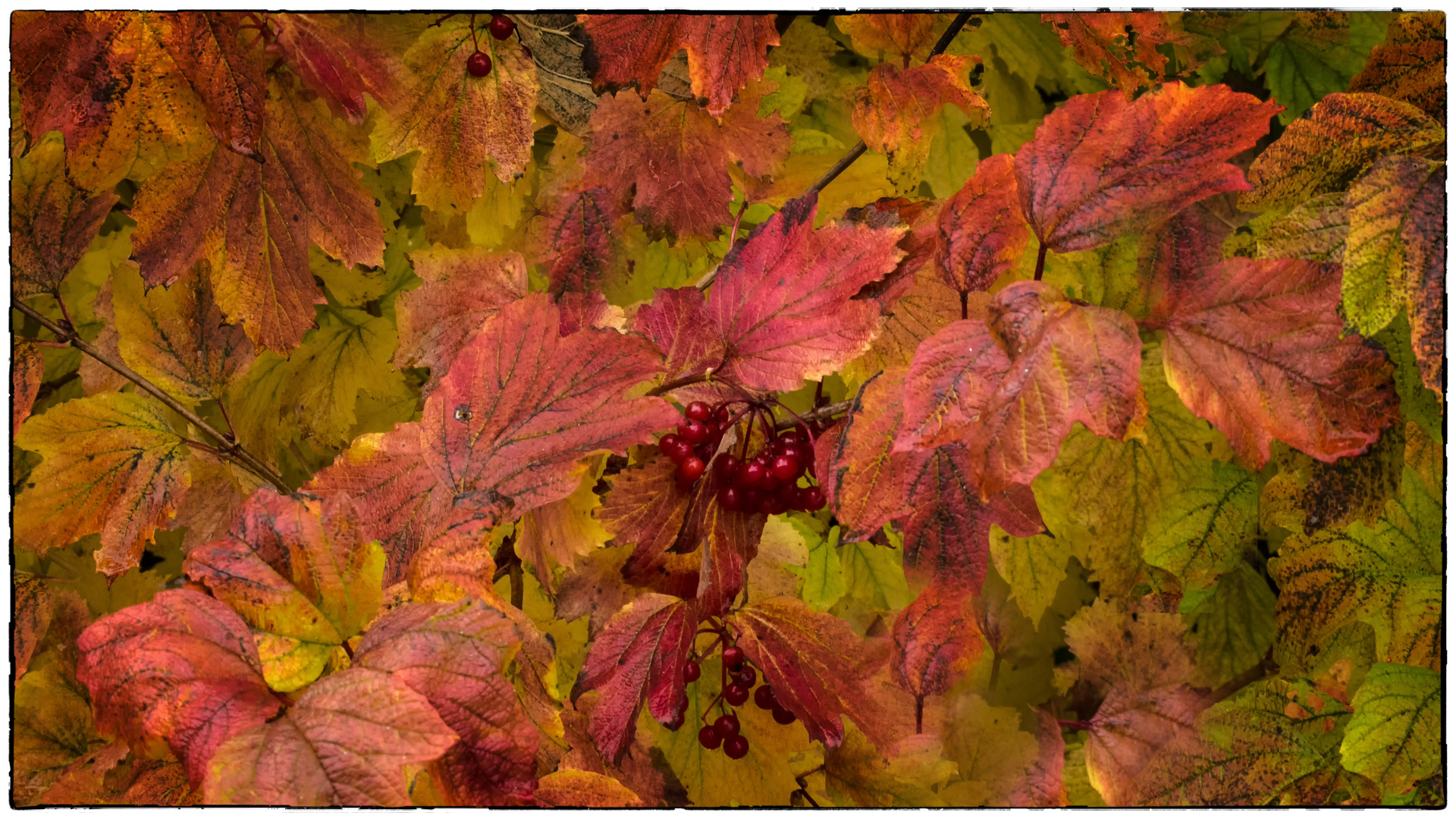 Der Schneeball-Strauch im Herbstzauber Foto & Bild | natur-kreativ ...