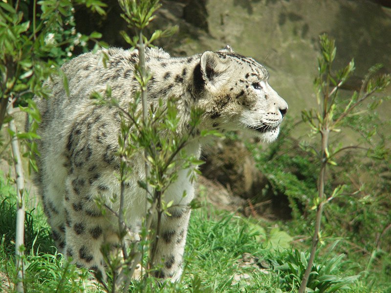 Der Schneeleopard... Foto & Bild | usertreffen+veranstaltungen, köln ...