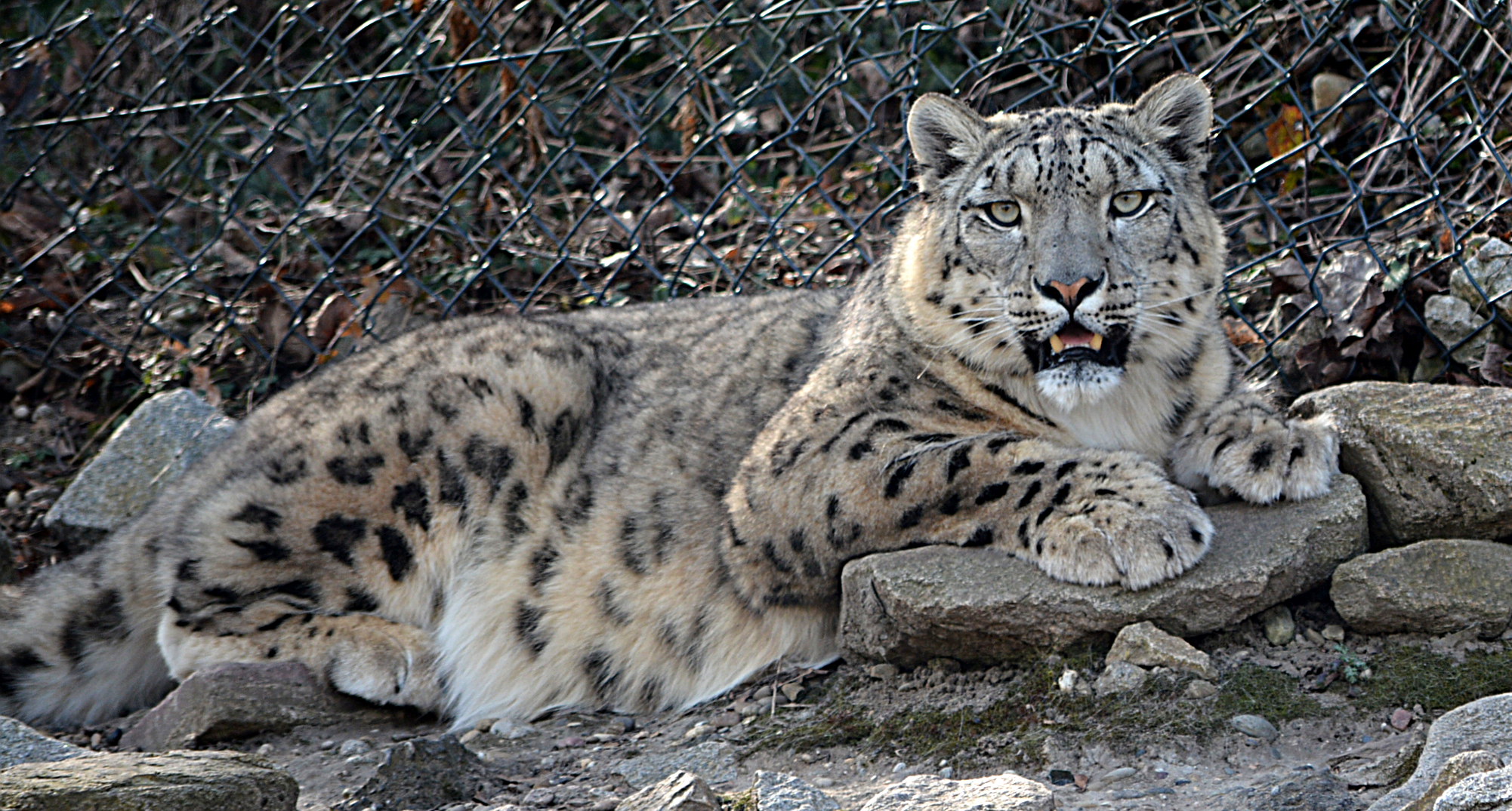 Der Schneeleopard Foto & Bild | tiere, zoo, wildpark & falknerei ...