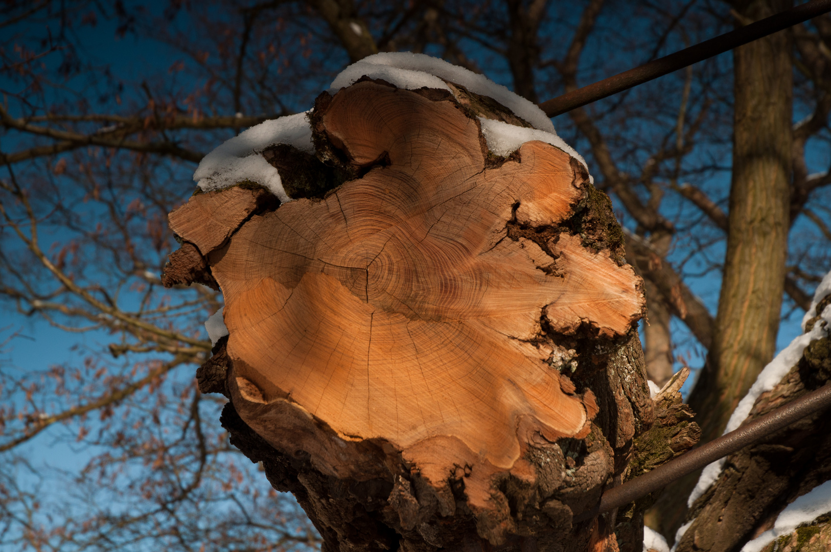 Der Schnitt Foto & Bild | pflanzen, pilze & flechten, bäume, baumrinden ...