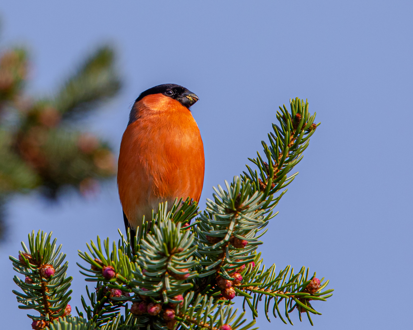 Der schöne Dompfaff (Pyrrhula pyrrhula) Foto & Bild | natur, tiere ...