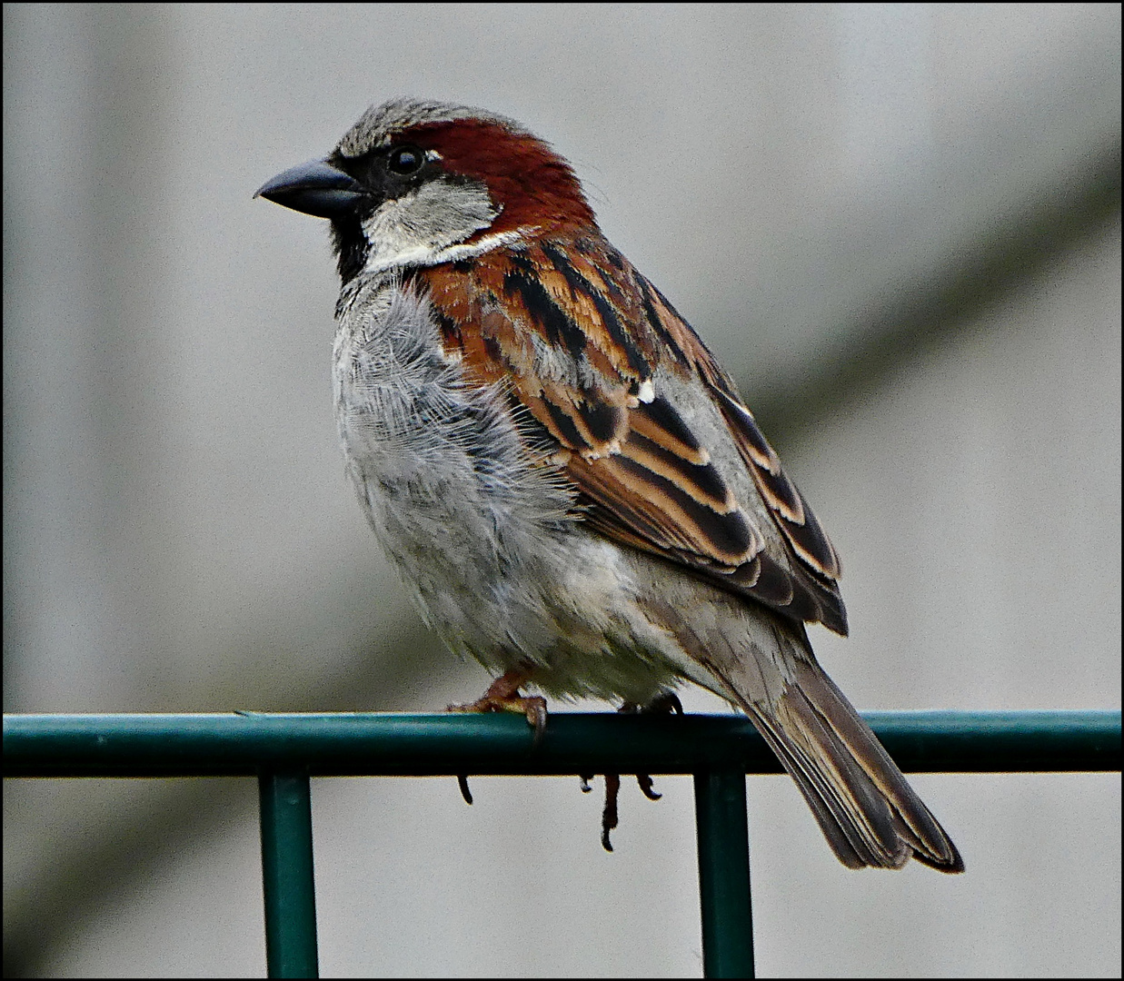 Der schönste Spatz in Wuppertal Foto & Bild | natur, tiere, vögel ...