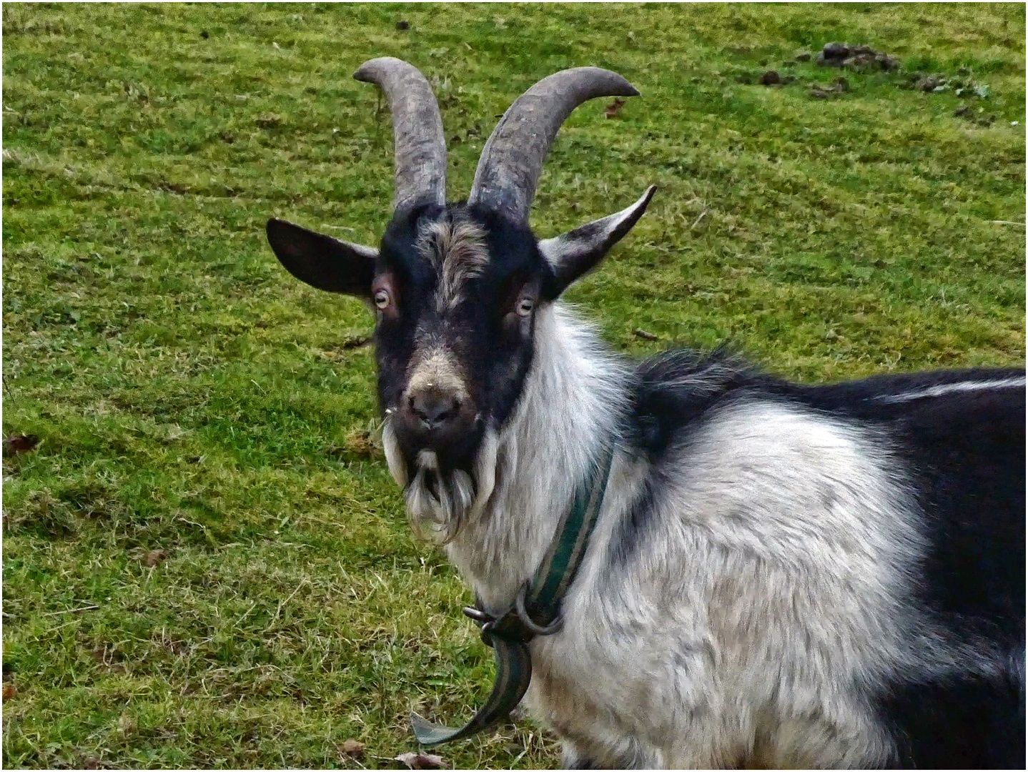 Der schönste Ziegenbock im Dorf :-) Foto & Bild | natur, tiere ...
