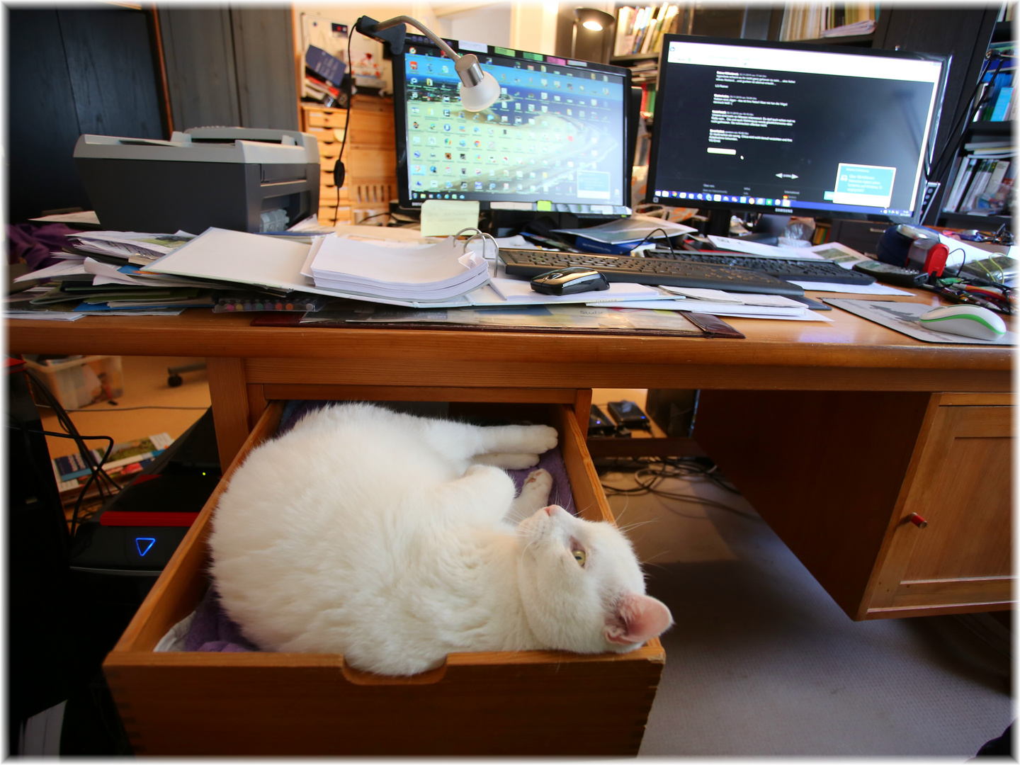 der Schreibtisch Foto & Bild | tiere, haustiere, katzen Bilder auf ...