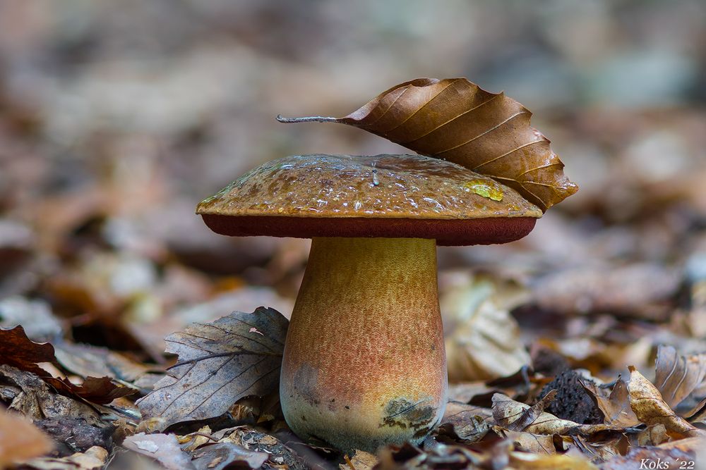 Der Schuster Foto & Bild | wald, sommer, makro Bilder auf fotocommunity