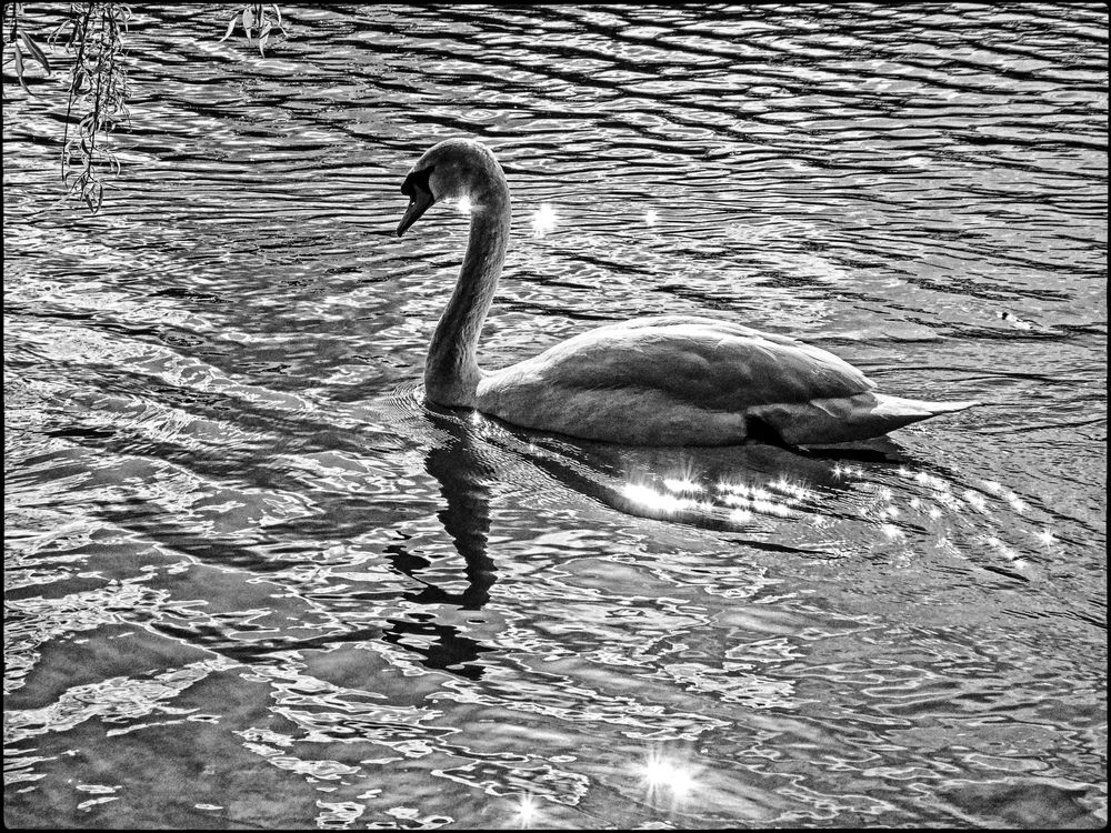Der Schwan Foto And Bild Spezial Natur See Bilder Auf Fotocommunity