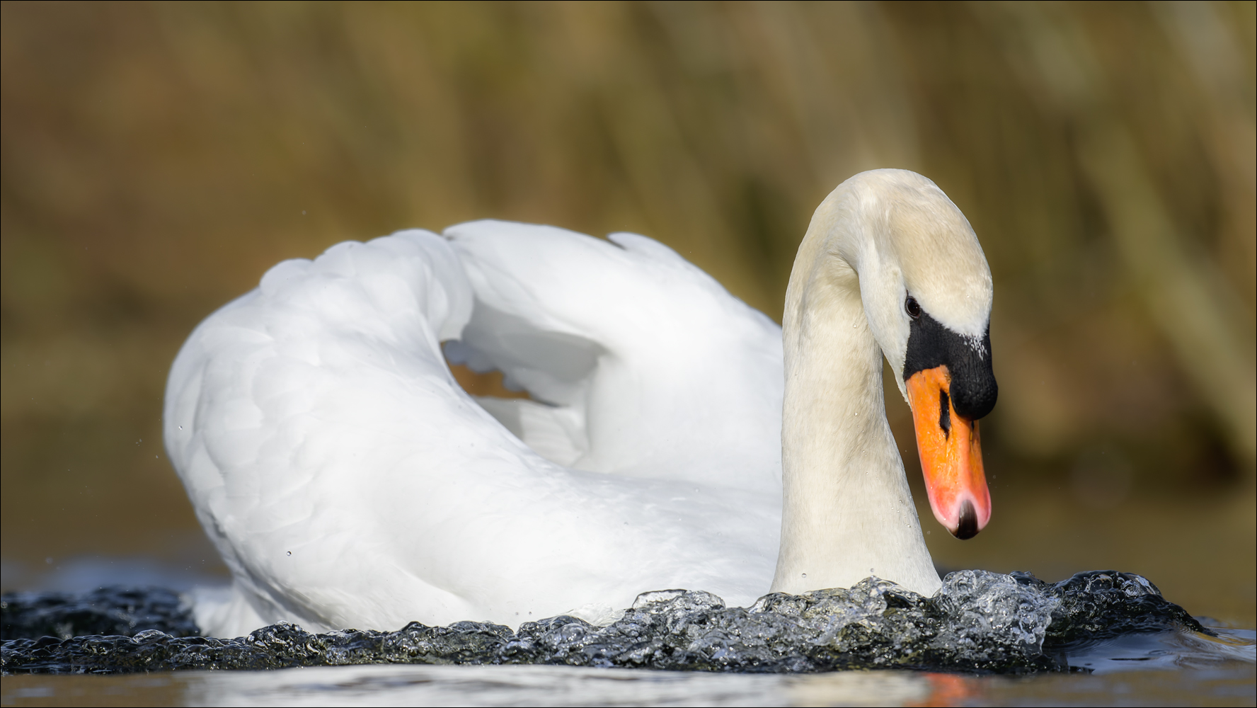 Der Schwan Foto & Bild | tiere, wildlife, wild lebende vögel Bilder auf ...