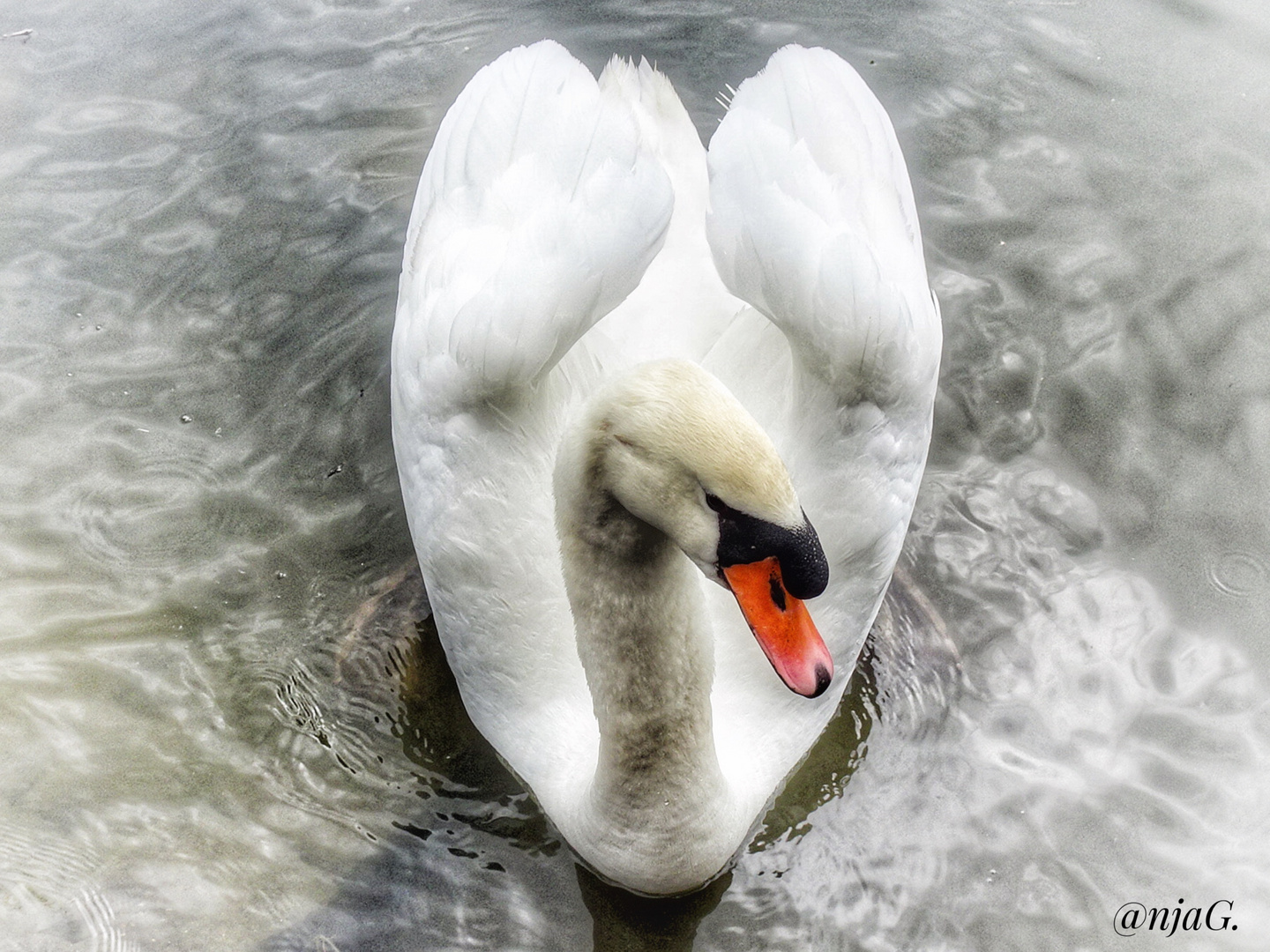 …der Schwan Foto & Bild | tiere, natur Bilder auf fotocommunity