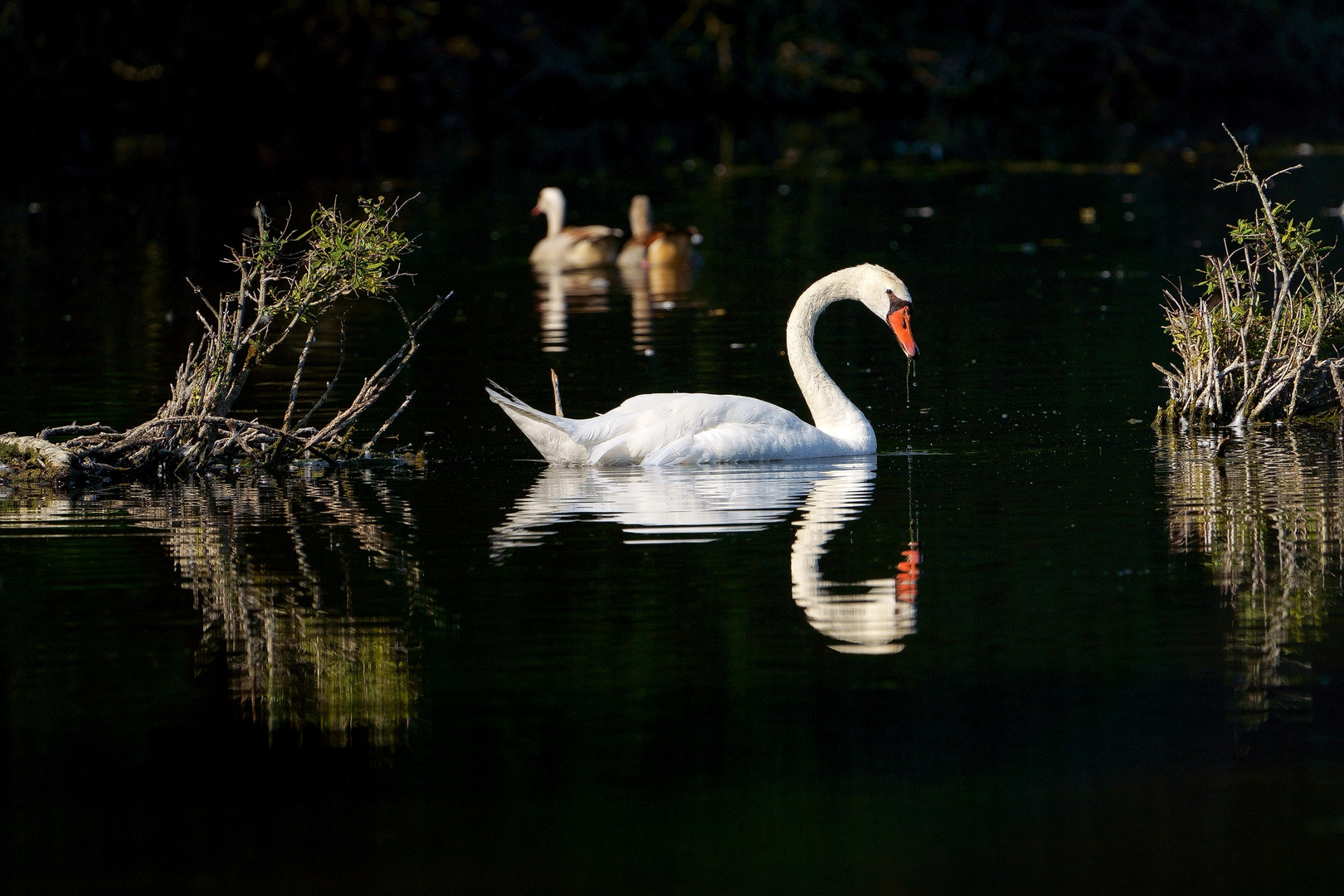 Der Schwan Foto & Bild | tiere, wildlife, wild lebende vögel Bilder auf ...