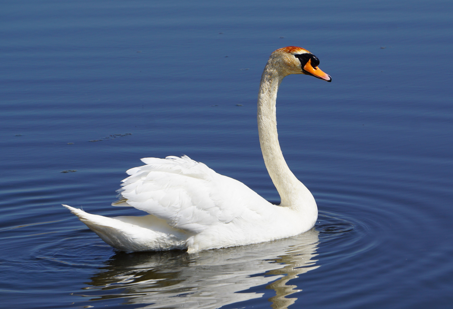 Der Schwan Foto And Bild Tiere Wildlife Wasser Bilder Auf Fotocommunity