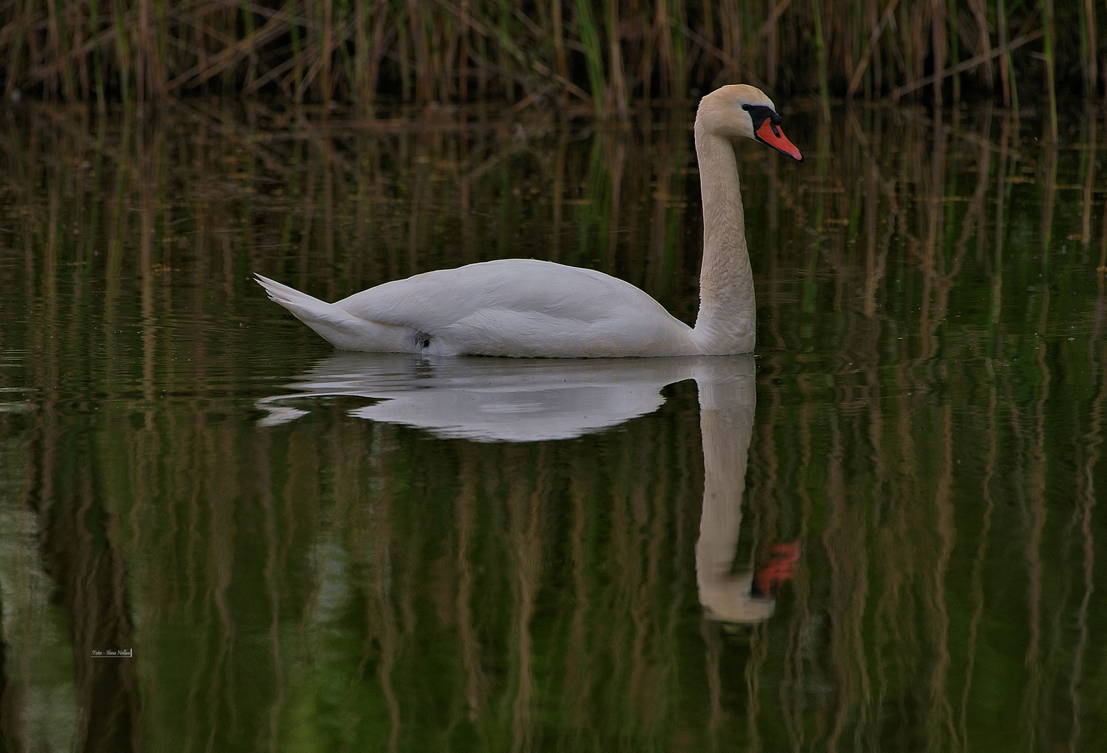 Der Schwan Foto & Bild | spezial, wasser, schilf Bilder auf fotocommunity