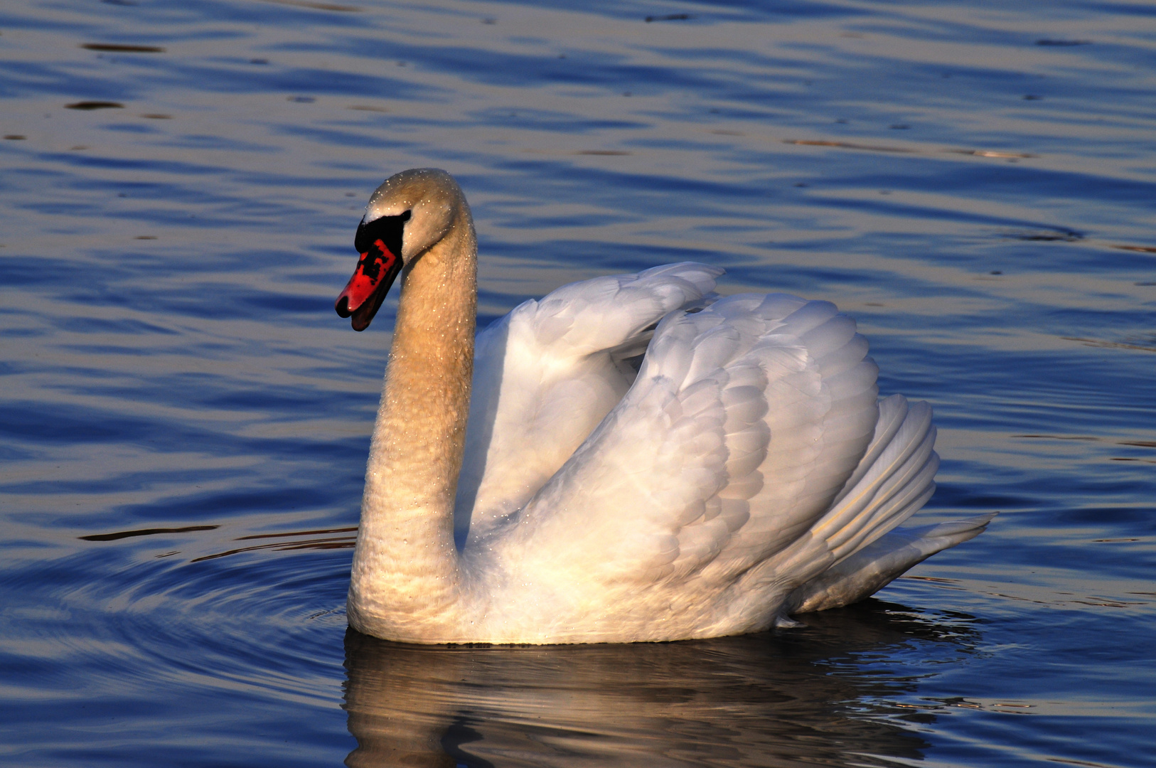 Der Schwan Foto And Bild Tiere Wildlife Wild Lebende Vögel Bilder Auf