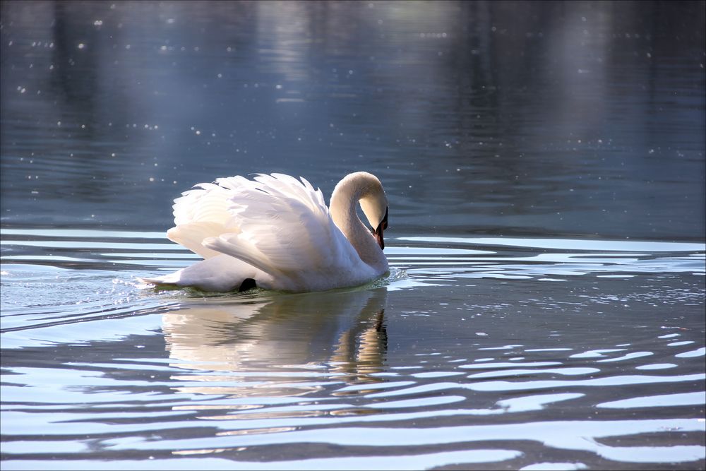 Der Schwan Foto & Bild | tiere, natur Bilder auf fotocommunity