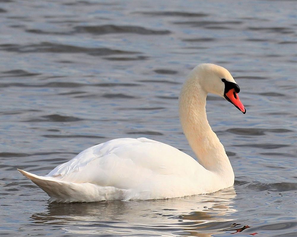 Der Schwan... Foto & Bild | tiere, wildlife, wild lebende vögel Bilder ...