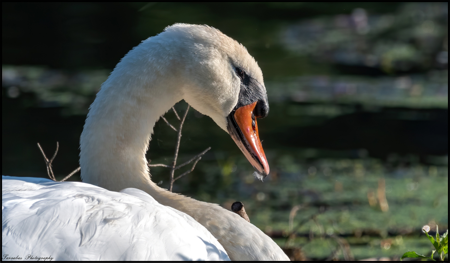 Der Schwan Foto & Bild | tiere, wildlife, natur Bilder auf fotocommunity