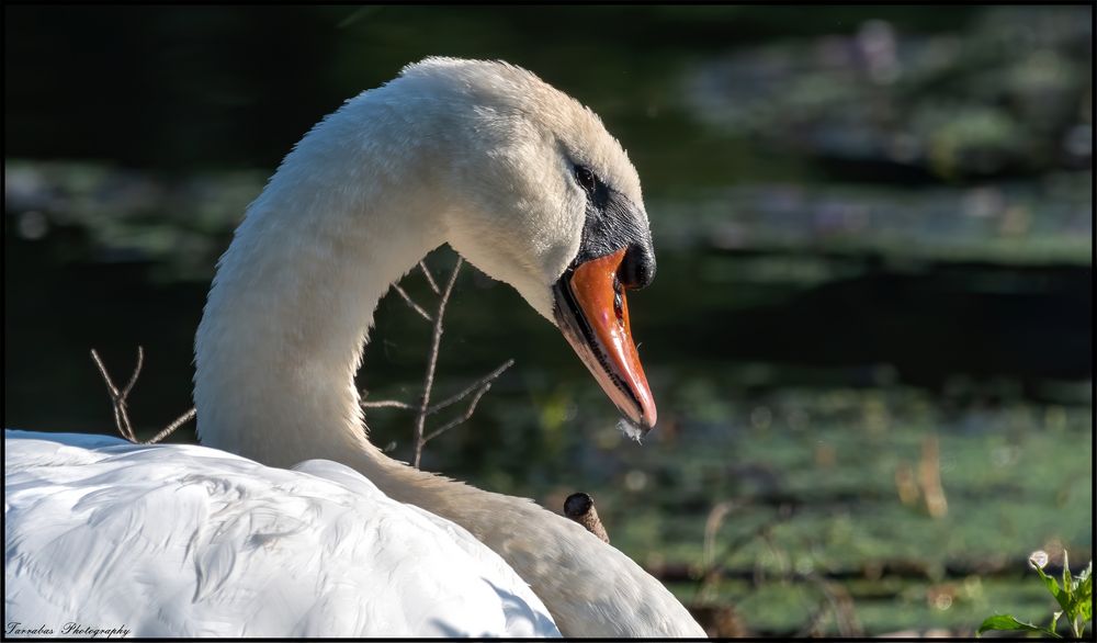 Der Schwan Foto & Bild | tiere, wildlife, natur Bilder auf fotocommunity
