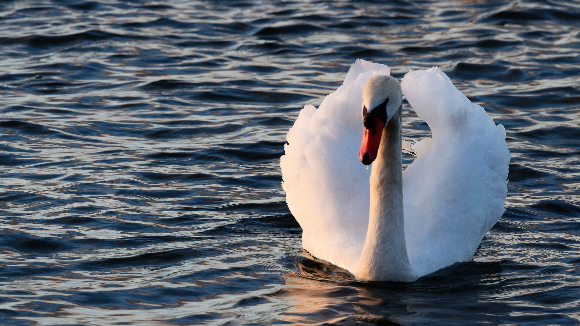 Der Schwan auf dem Rhein Foto & Bild | sonnenuntergang, wasser, rhein Bilder auf fotocommunity