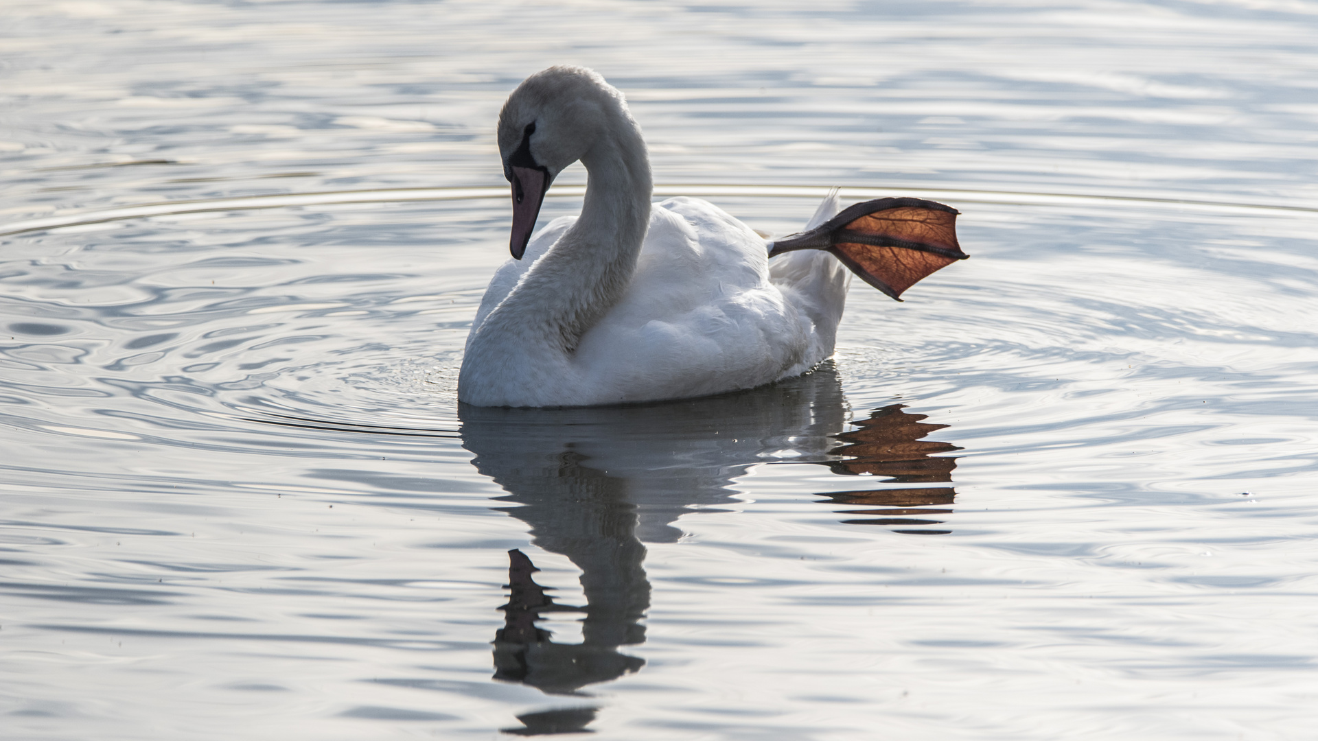 Der Schwan auf dem Spiegelsee Foto & Bild | fotos, spezial, natur ...