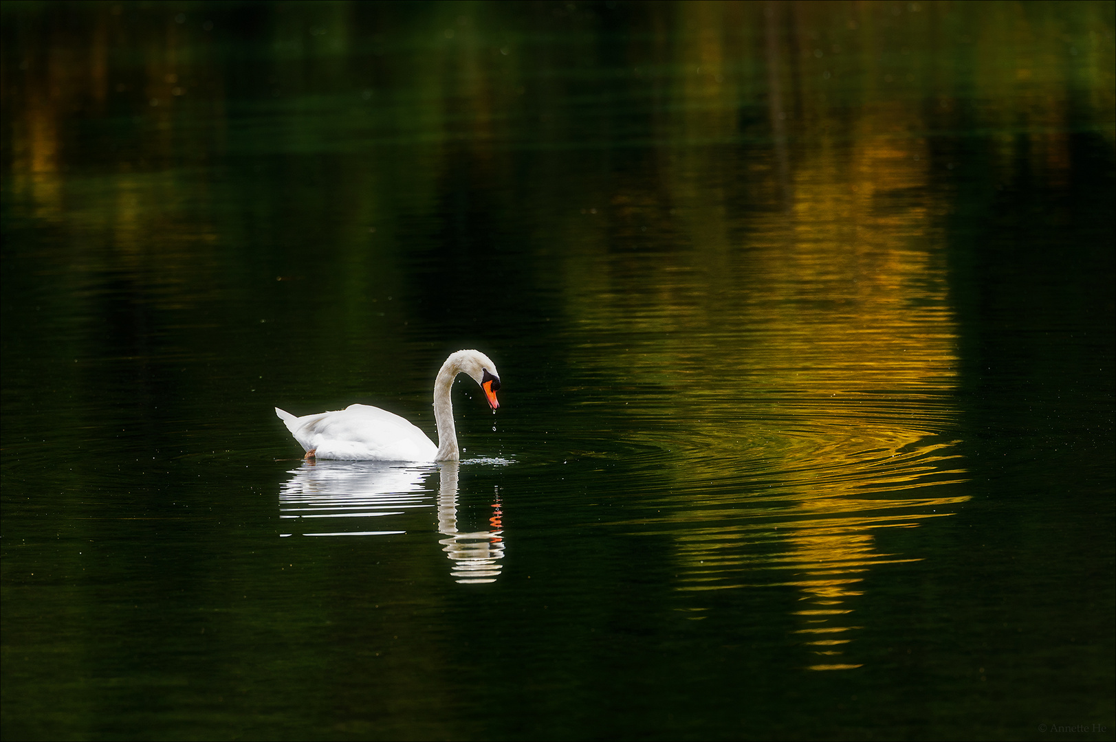 Der Schwan Foto & Bild | europe, Österreich, tiere Bilder auf fotocommunity