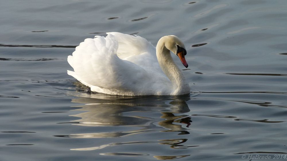 Der Schwan Foto & Bild | natur, tiere, schwan Bilder auf fotocommunity