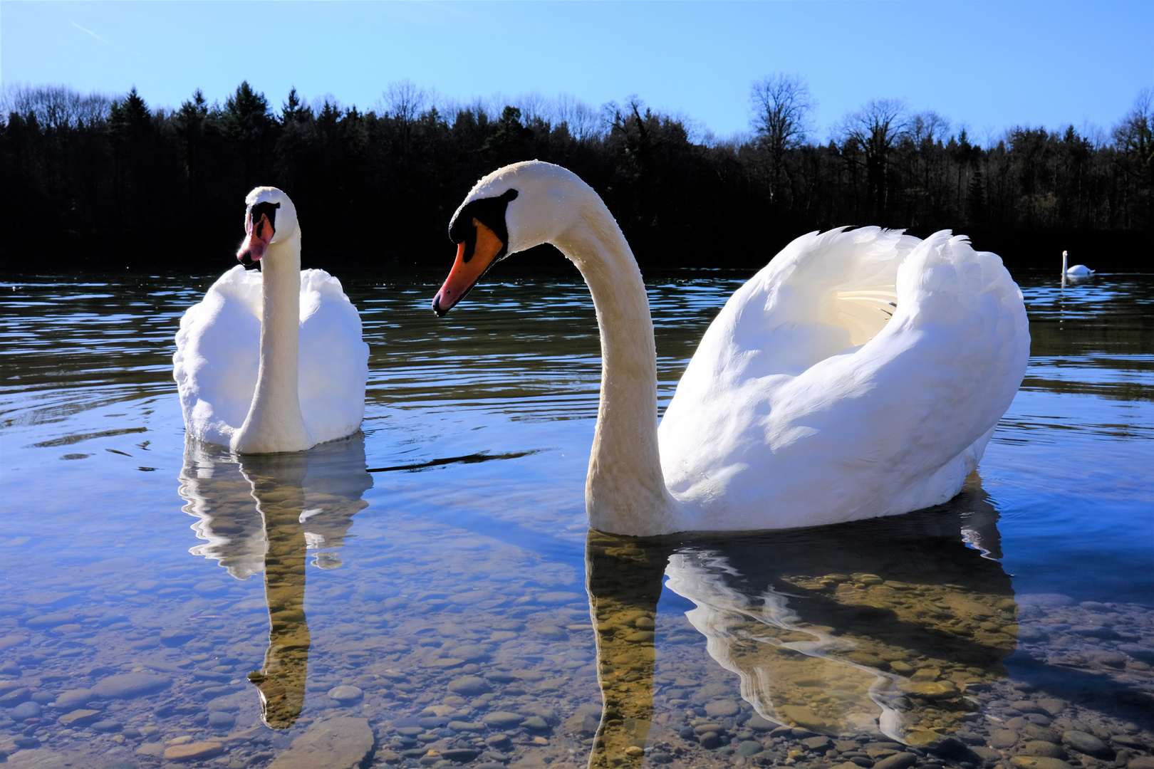 Der Schwan Foto & Bild | tiere, wildlife, wild lebende vögel Bilder auf ...