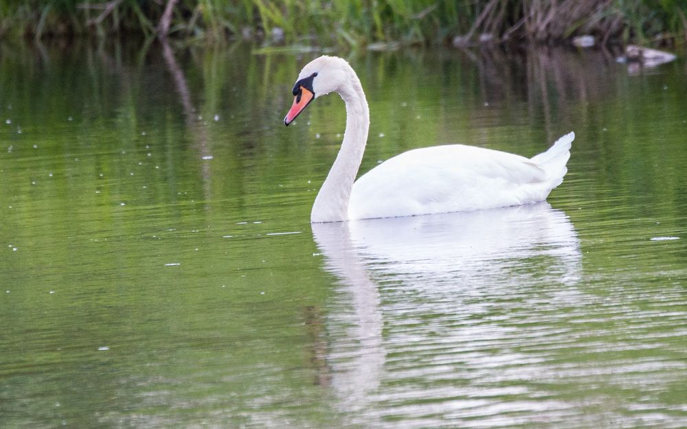 Der Schwan... Foto & Bild | tiere, wildlife, wild lebende vögel Bilder ...