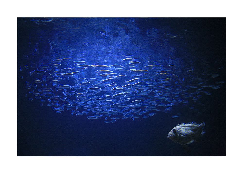 Der Schwarm Foto & Bild | tiere, haustiere, aquaristik Bilder auf ...