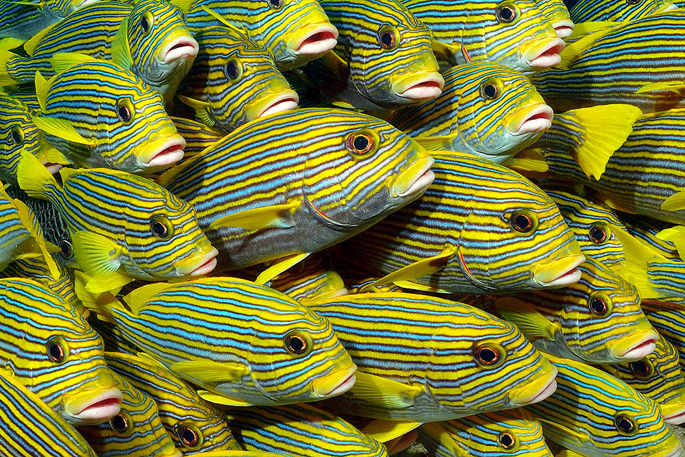 Der Schwarm Foto & Bild | unterwasser, uw-salzwasser, natur-kreativ ...