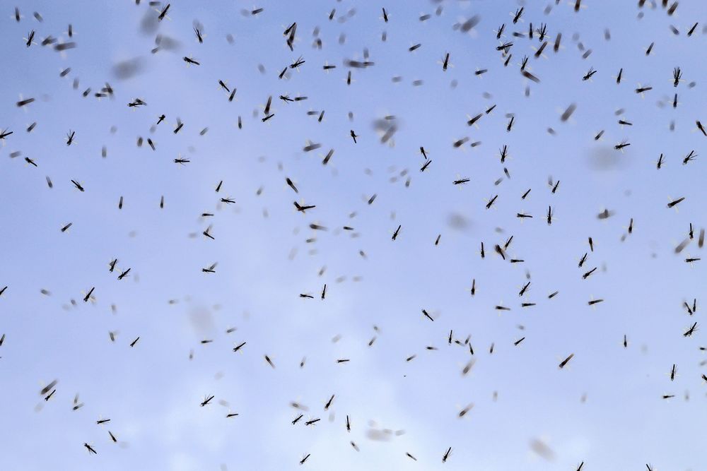 der Schwarm 2 Foto & Bild | tiere, wildlife, insekten Bilder auf ...