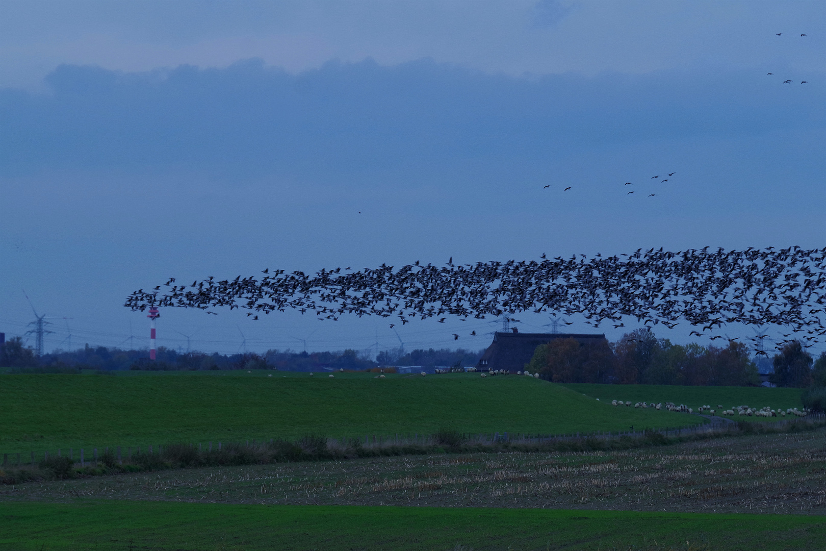 der Schwarm Foto & Bild | tiere, wildlife, wild lebende vögel Bilder ...