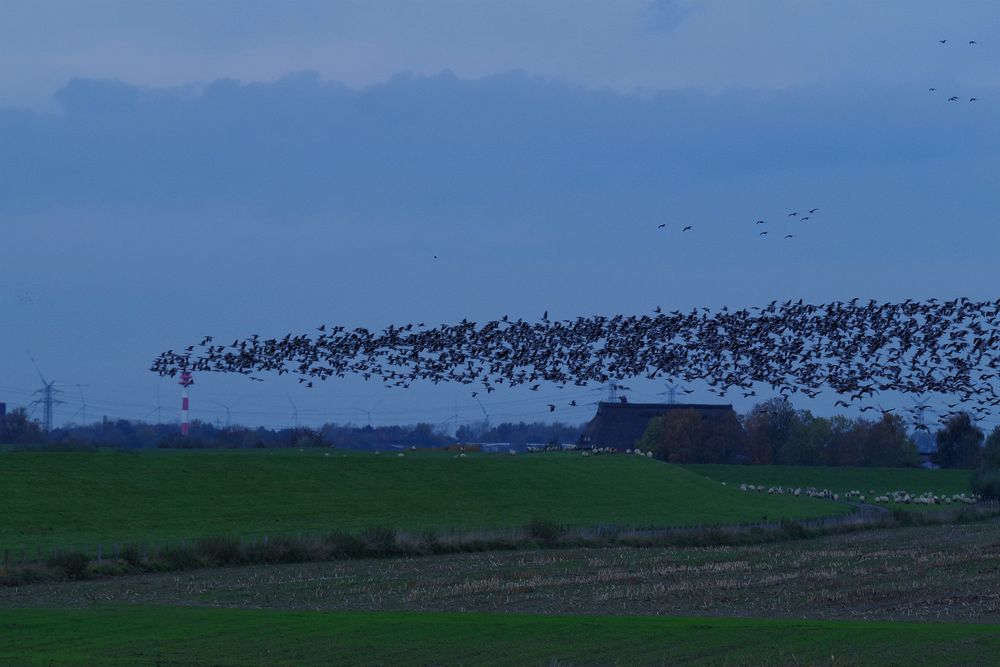 der Schwarm Foto & Bild | tiere, wildlife, wild lebende vögel Bilder ...