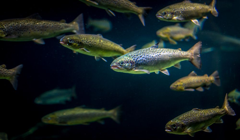 Der Schwarm Foto & Bild | tiere, zoo, wildpark & falknerei, zoo: fische ...