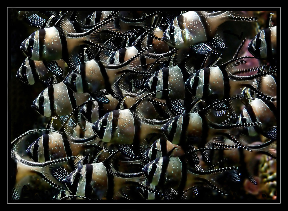 " Der Schwarm " Foto & Bild | tiere, zoo, wildpark & falknerei, zoo ...