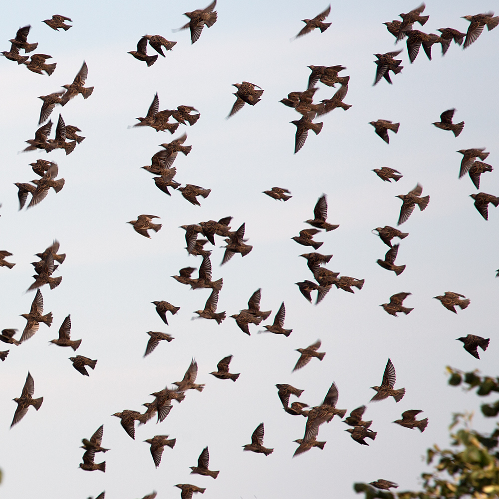 Der Schwarm Foto & Bild | tiere, wildlife, wild lebende vögel Bilder ...