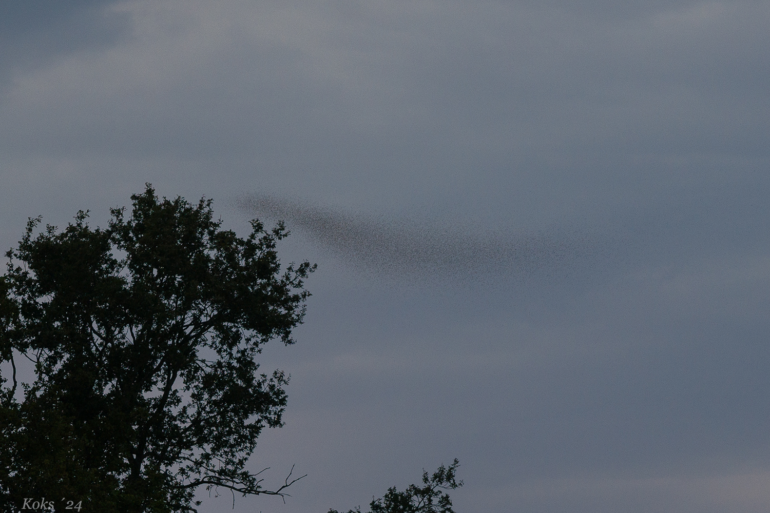 DER SCHWARM Foto & Bild | tiere, wildlife, insekten Bilder auf ...