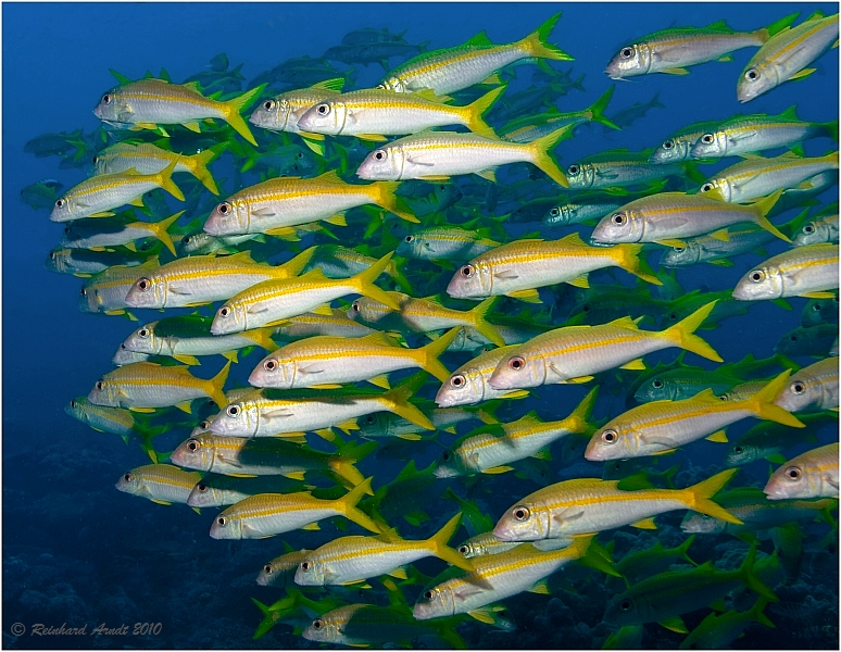 Der Schwarm Foto & Bild | unterwasser, uw-salzwasser, natur-kreativ ...