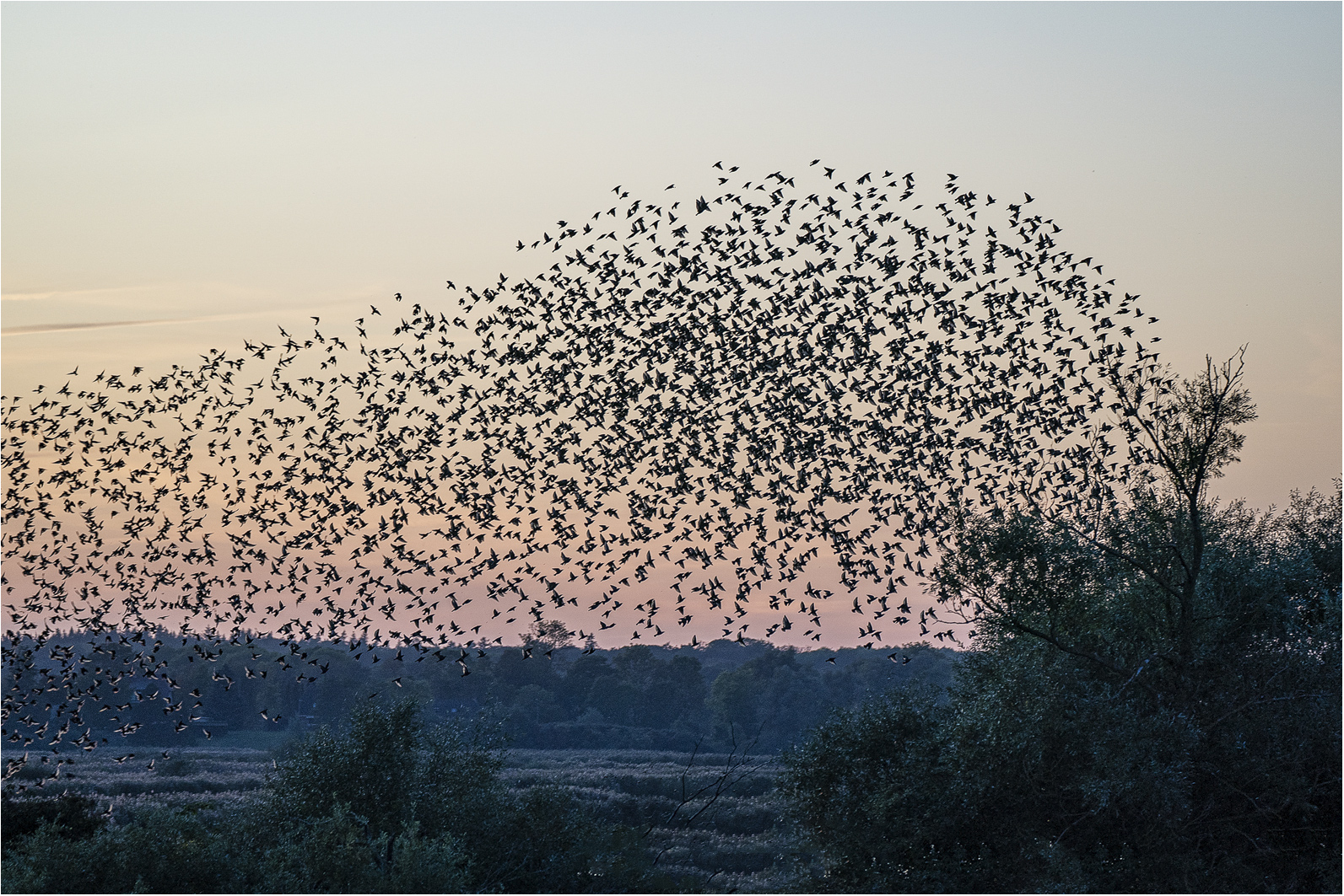 Der Schwarm.. Foto & Bild | tiere, wildlife, wild lebende vögel Bilder ...