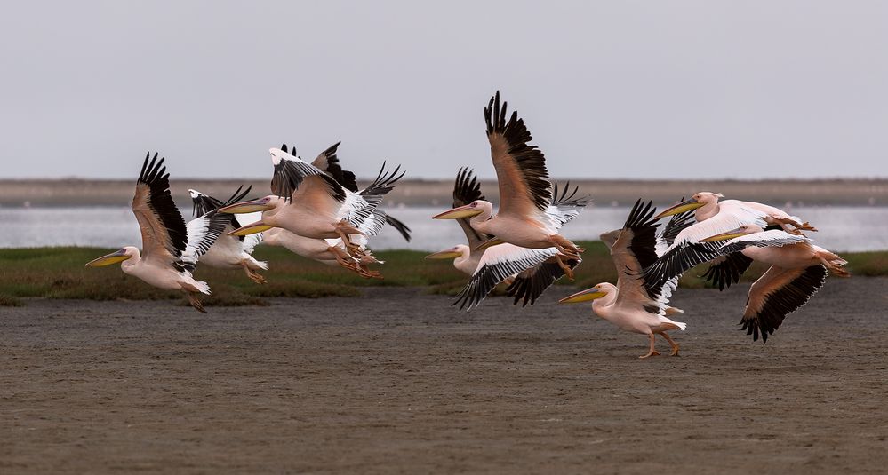 Der Schwarm Foto & Bild | outdoor, natur, landschaft Bilder auf ...