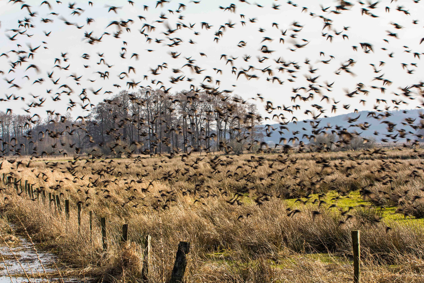 Der Schwarm Foto & Bild | wasser, natur, see Bilder auf fotocommunity
