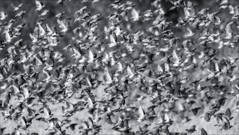 Der Schwarm Foto & Bild | tiere, wildlife, wild lebende vögel Bilder ...