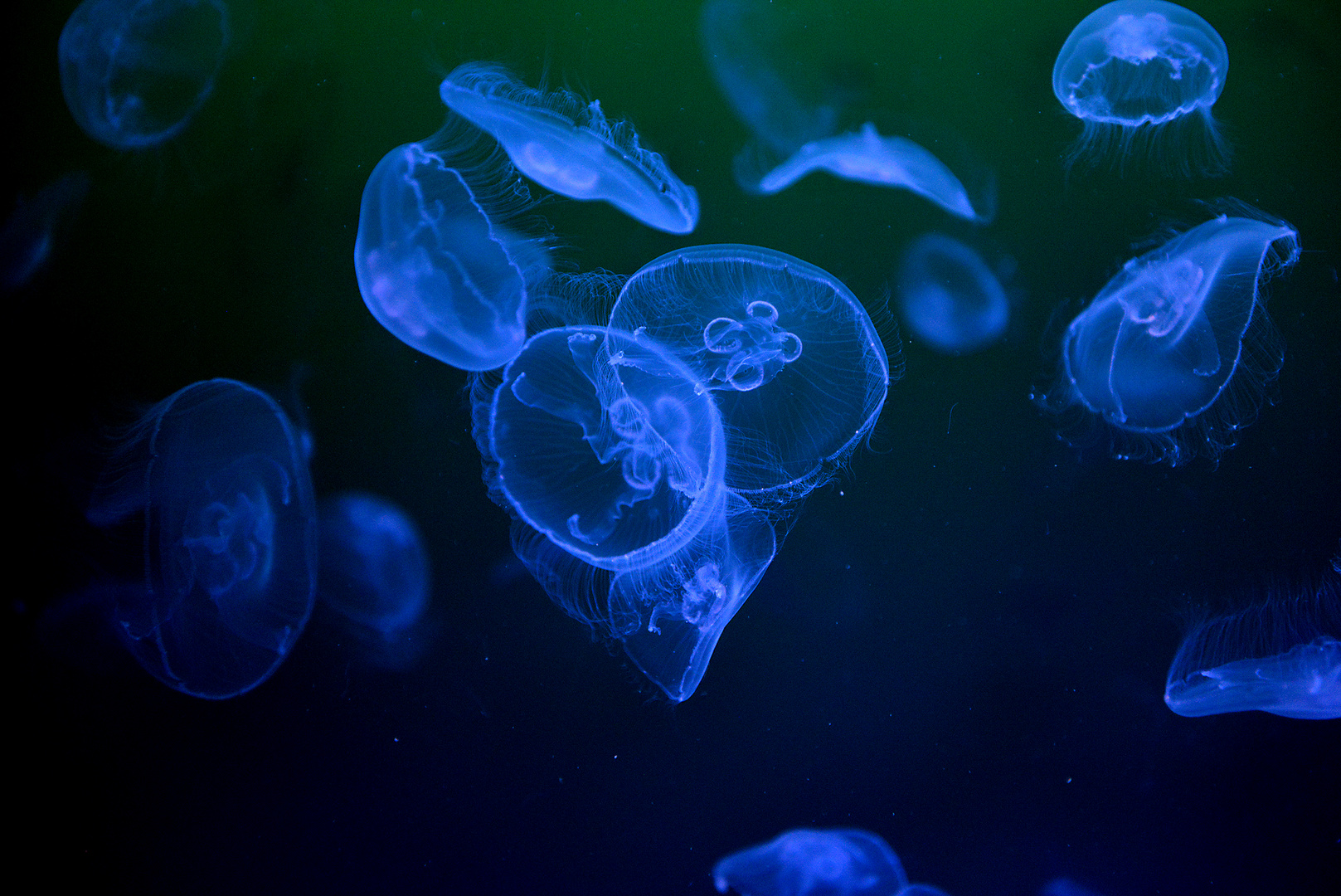 der Schwarm Foto & Bild | natur, tiere Bilder auf fotocommunity