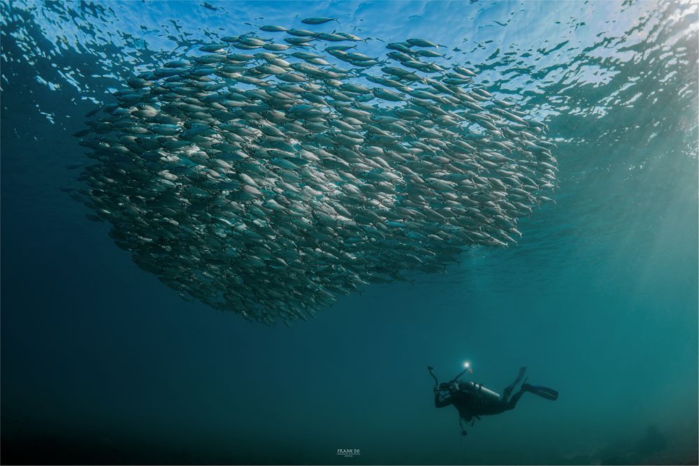 " Der Schwarm" Foto & Bild | natur, tiere, wildlife Bilder auf ...