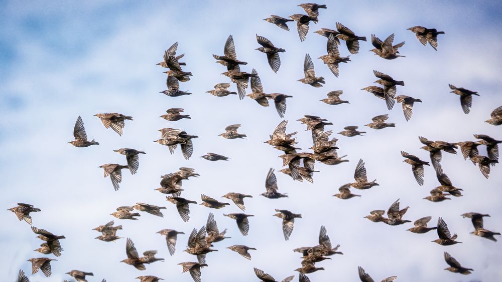 Der Schwarm Foto & Bild | tiere, wildlife, wild lebende vögel Bilder ...