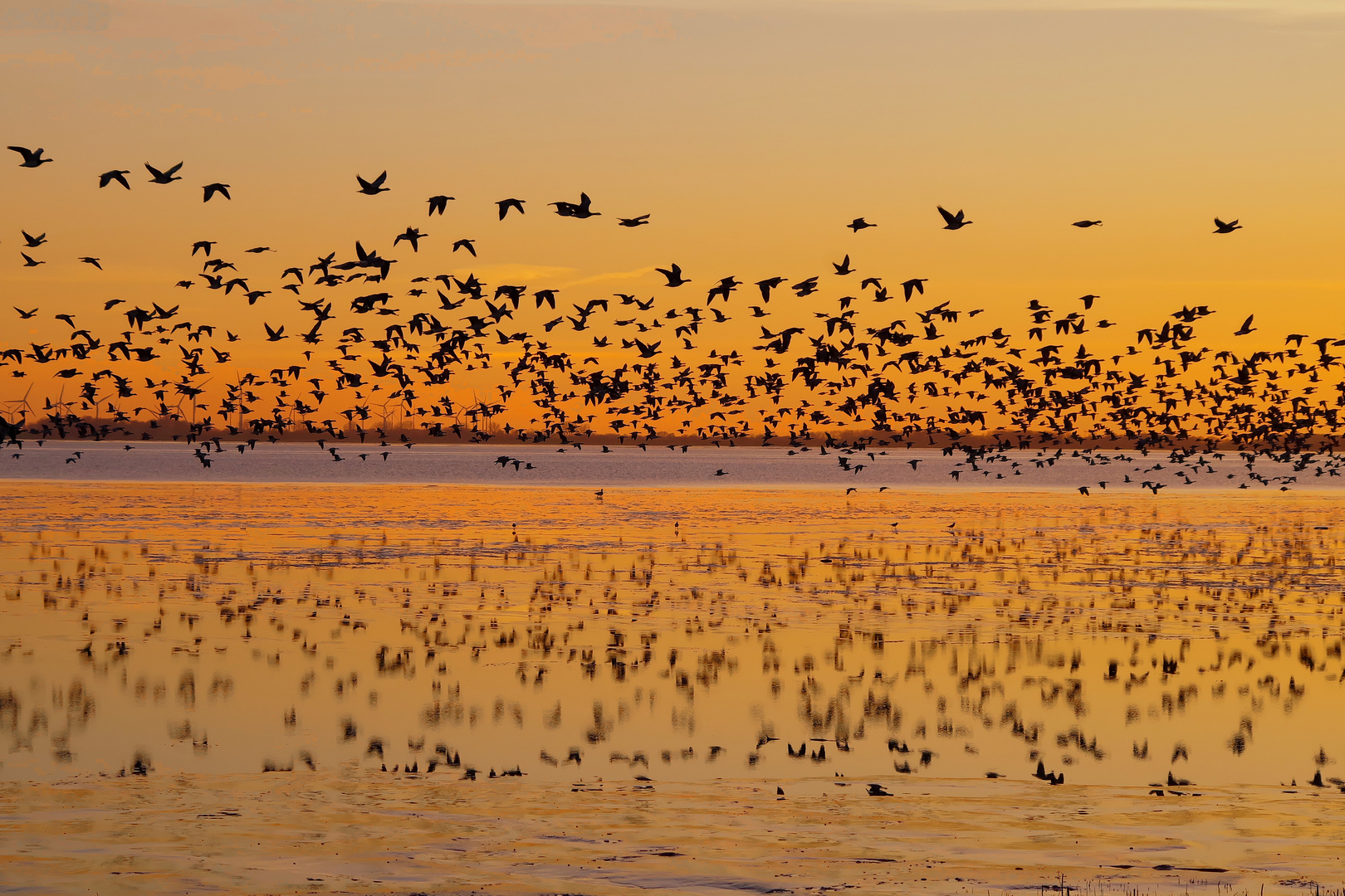 der Schwarm Foto & Bild | tiere, wildlife, wild lebende vögel Bilder ...
