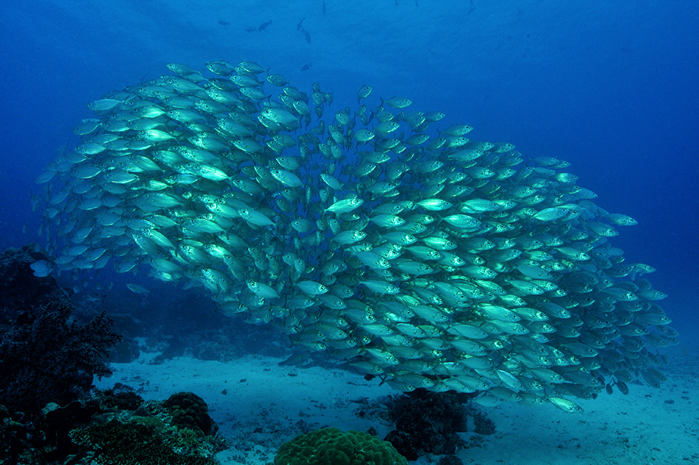 Der Schwarm Foto & Bild | unterwasser, uw-salzwasser, natur-kreativ ...