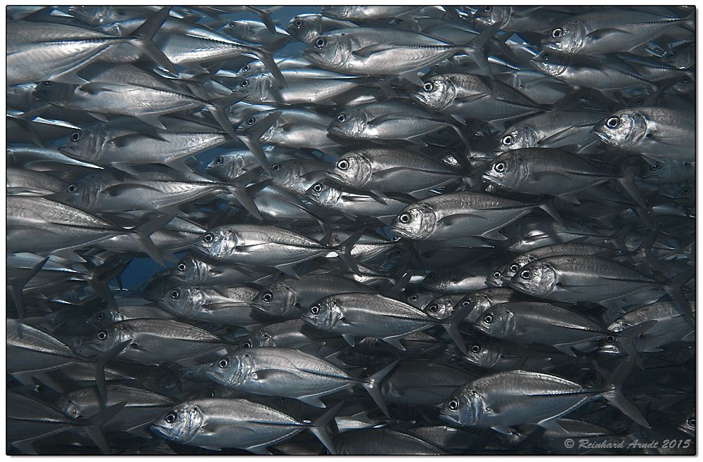 Der Schwarm Foto & Bild | meer, natur, malaysia Bilder auf fotocommunity