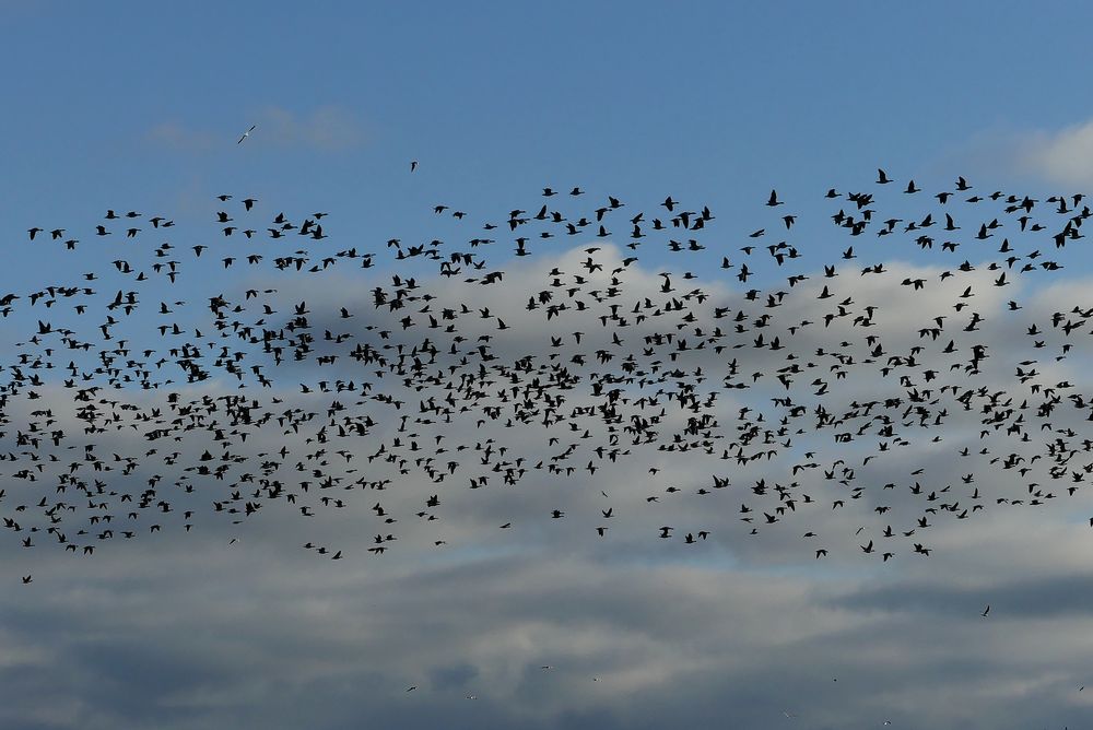 der Schwarm Foto & Bild | tiere, wildlife, wild lebende vögel Bilder ...