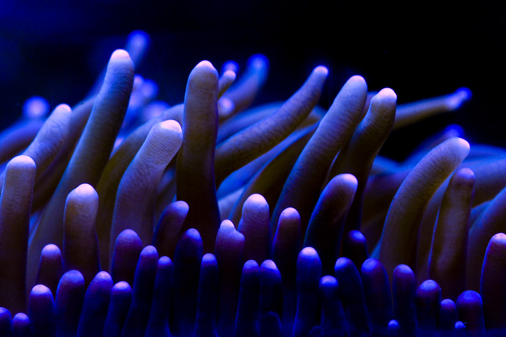 * Der Schwarm * No.:1 Foto & Bild | archiv - kritik am bild ...