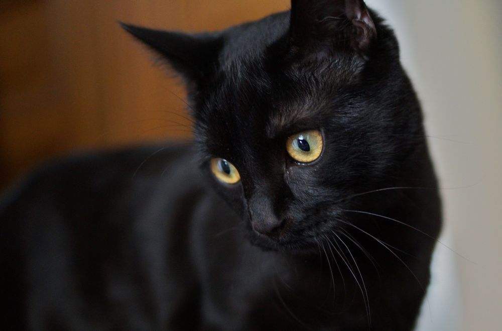 Der schwarze Kater Foto & Bild | tiere, haustiere, katzen Bilder auf fotocommunity