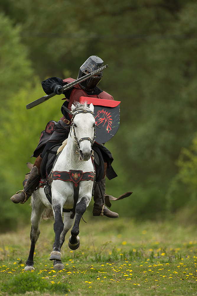 Der schwarze Ritter Foto & Bild | tiere, tier und mensch, outdoor ...